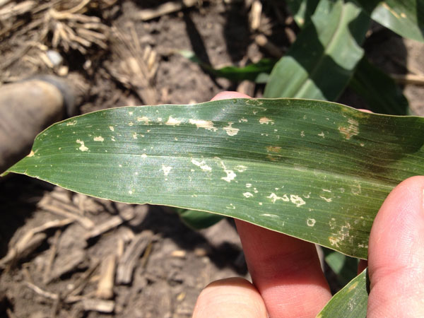 Sprayer Tank Cleanout: Managing Risks & The Proper Cleanout Procedure